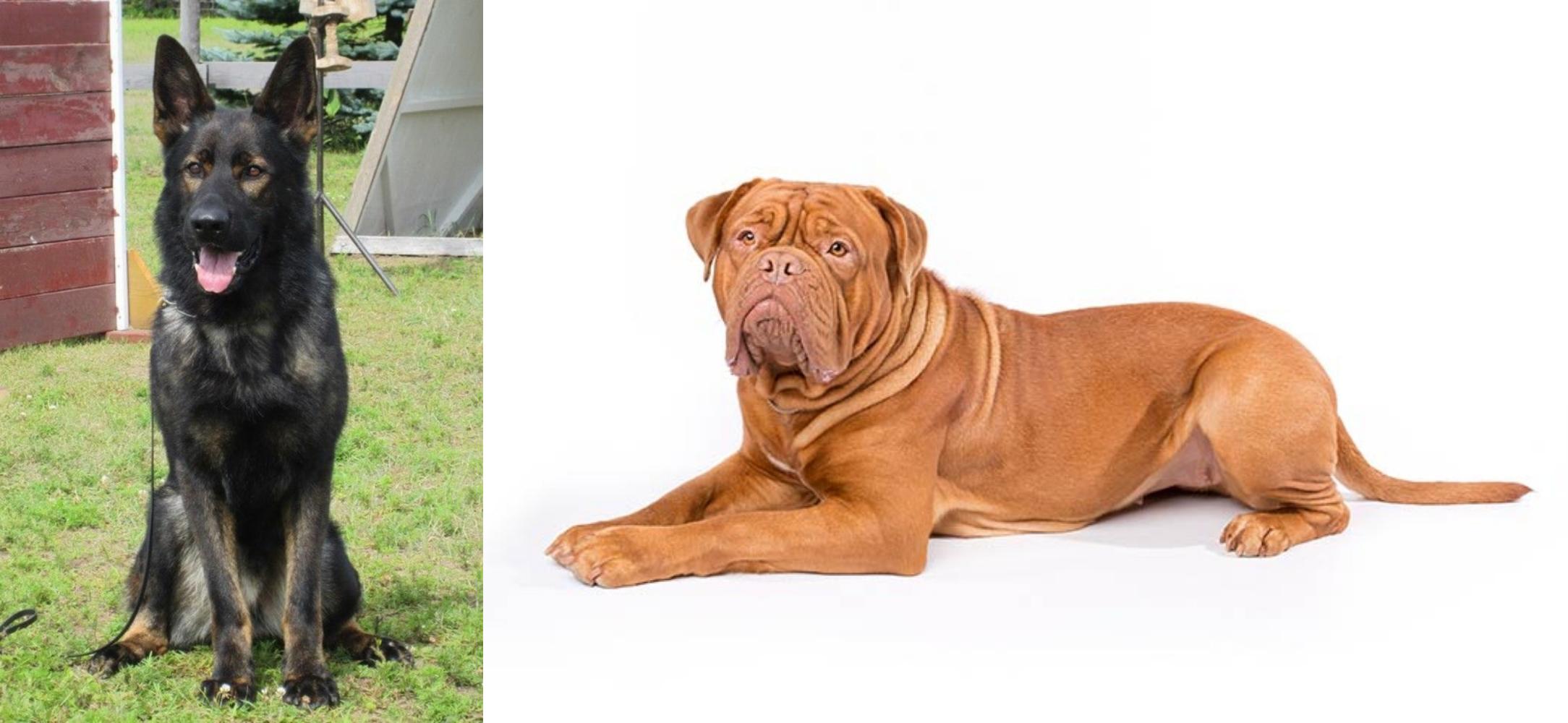 East German Shepherd vs Dogue De Bordeaux - Breed Comparison