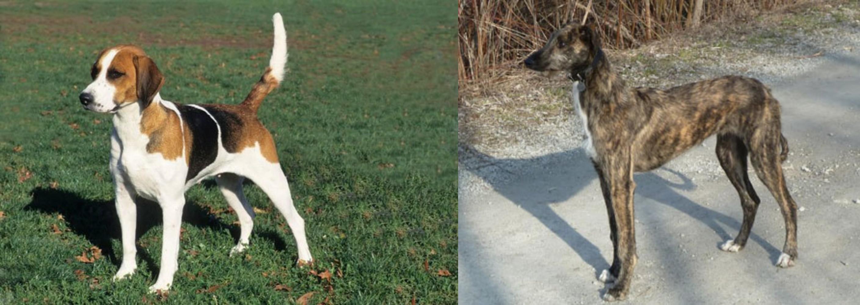 English Foxhound vs American Staghound - Breed Comparison