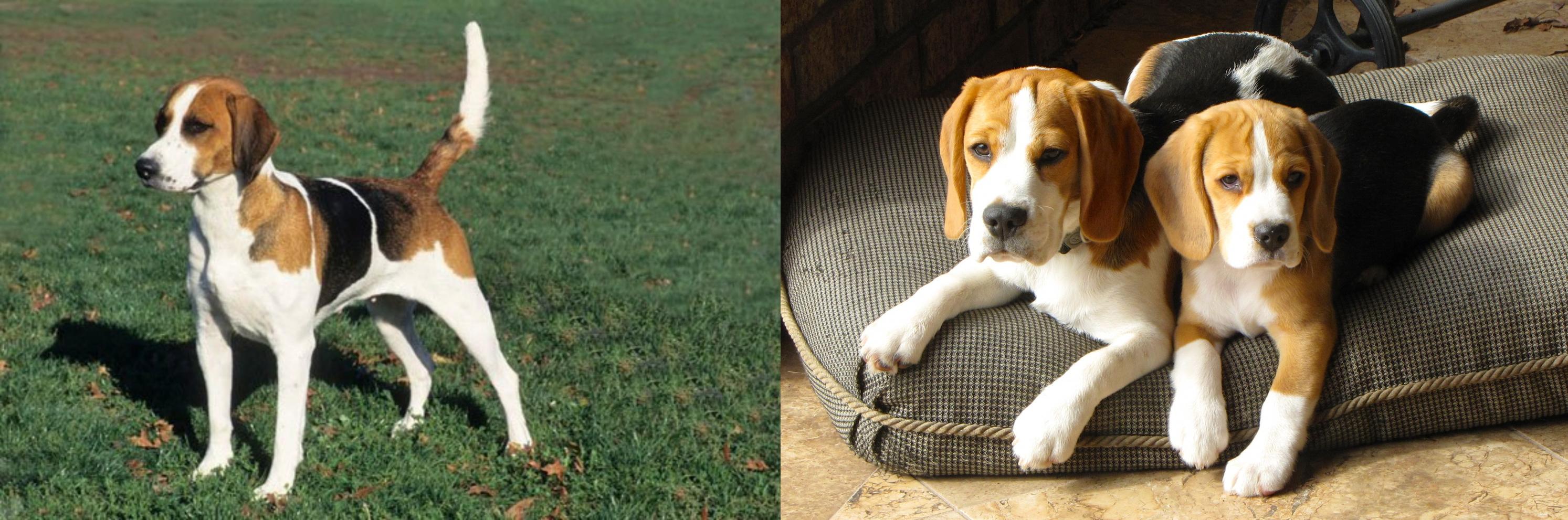 difference between beagle and foxhound