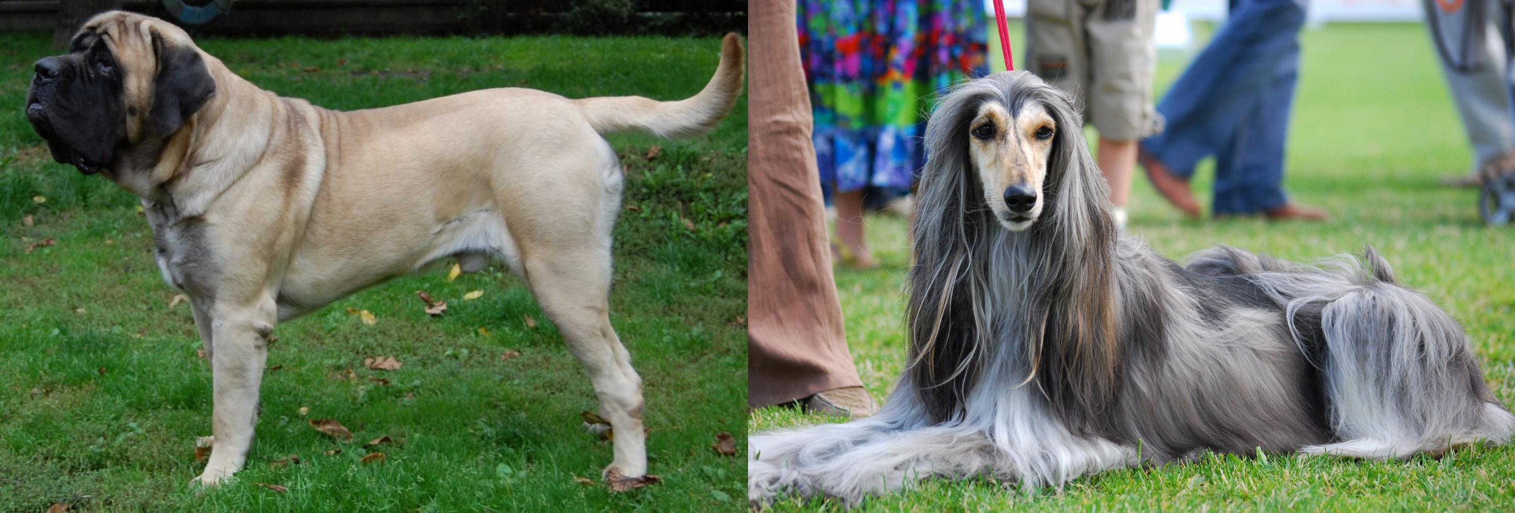 English Mastiff vs Afghan Hound - Breed Comparison