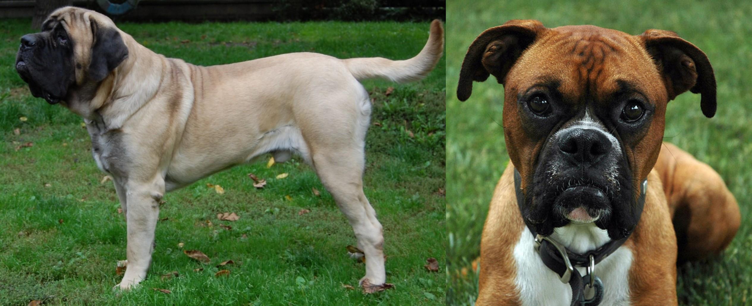 English Mastiff vs Boxer - Breed Comparison | MyDogBreeds