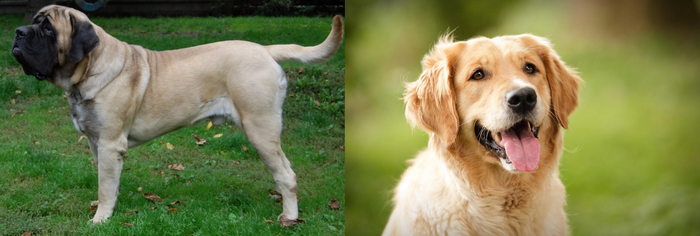 English Mastiff vs Golden Retriever - Breed Comparison