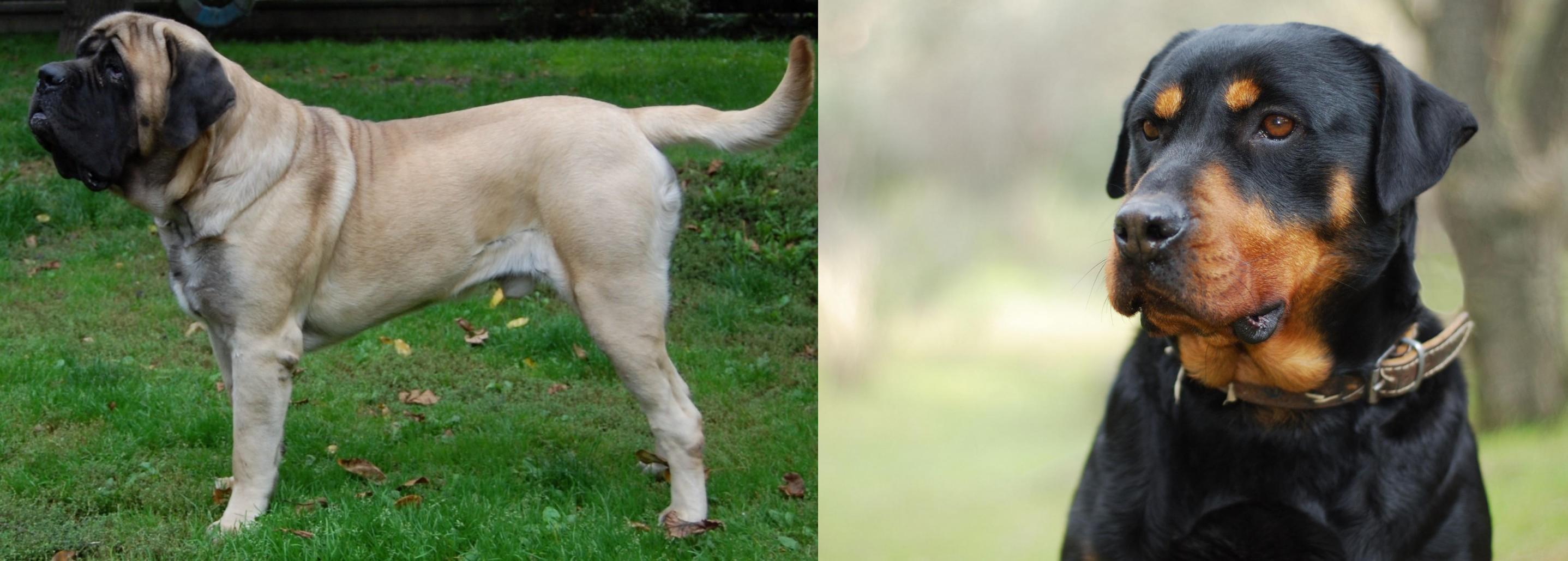 English Mastiff vs Rottweiler - Breed Comparison | MyDogBreeds