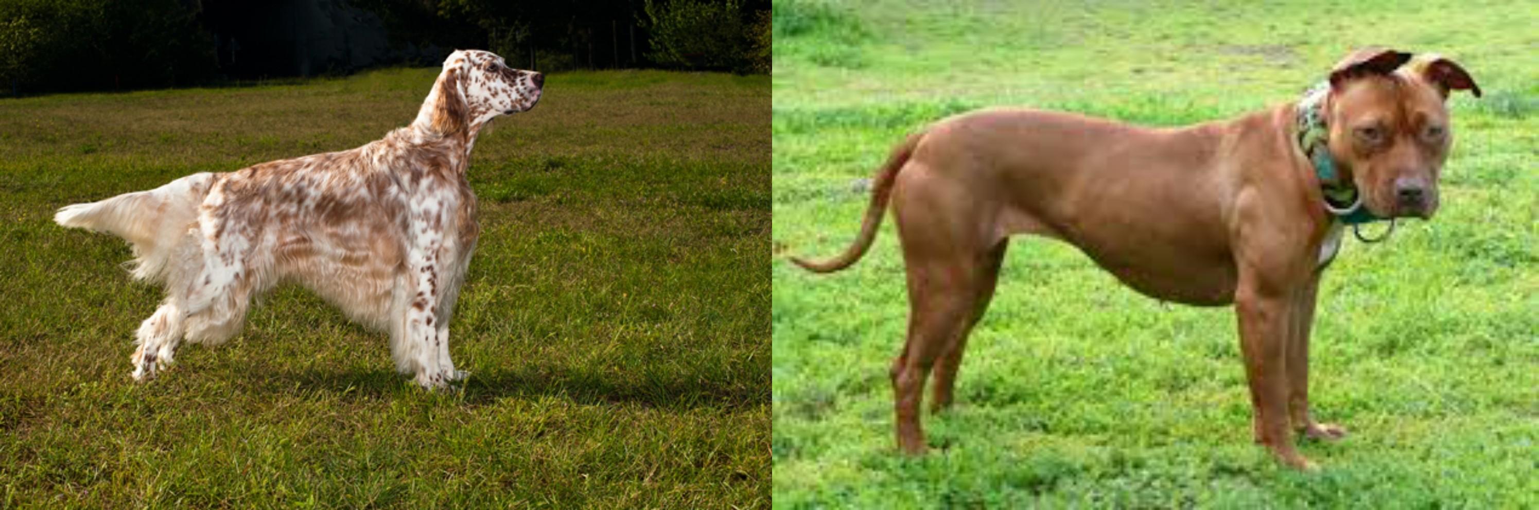 English Setter vs American Pit Bull Terrier - Breed Comparison