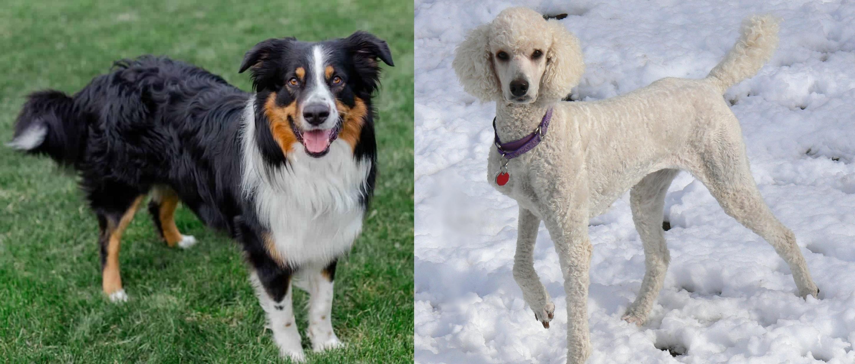 English Shepherd vs Poodle - Breed Comparison | MyDogBreeds