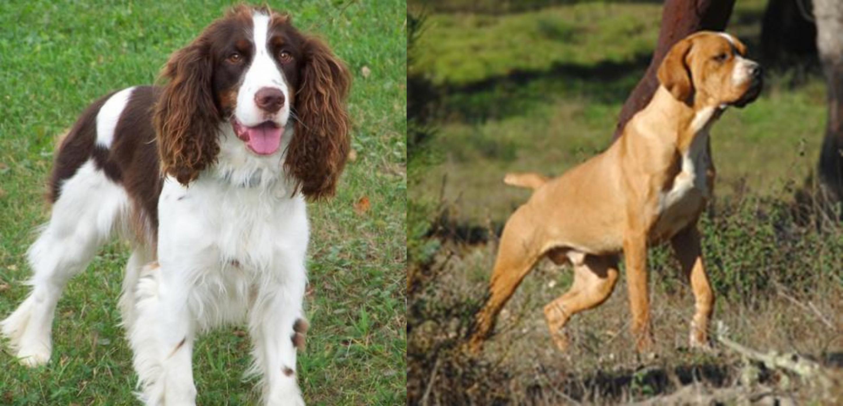 Portuguese Pointer vs English Springer Spaniel - Breed Comparison