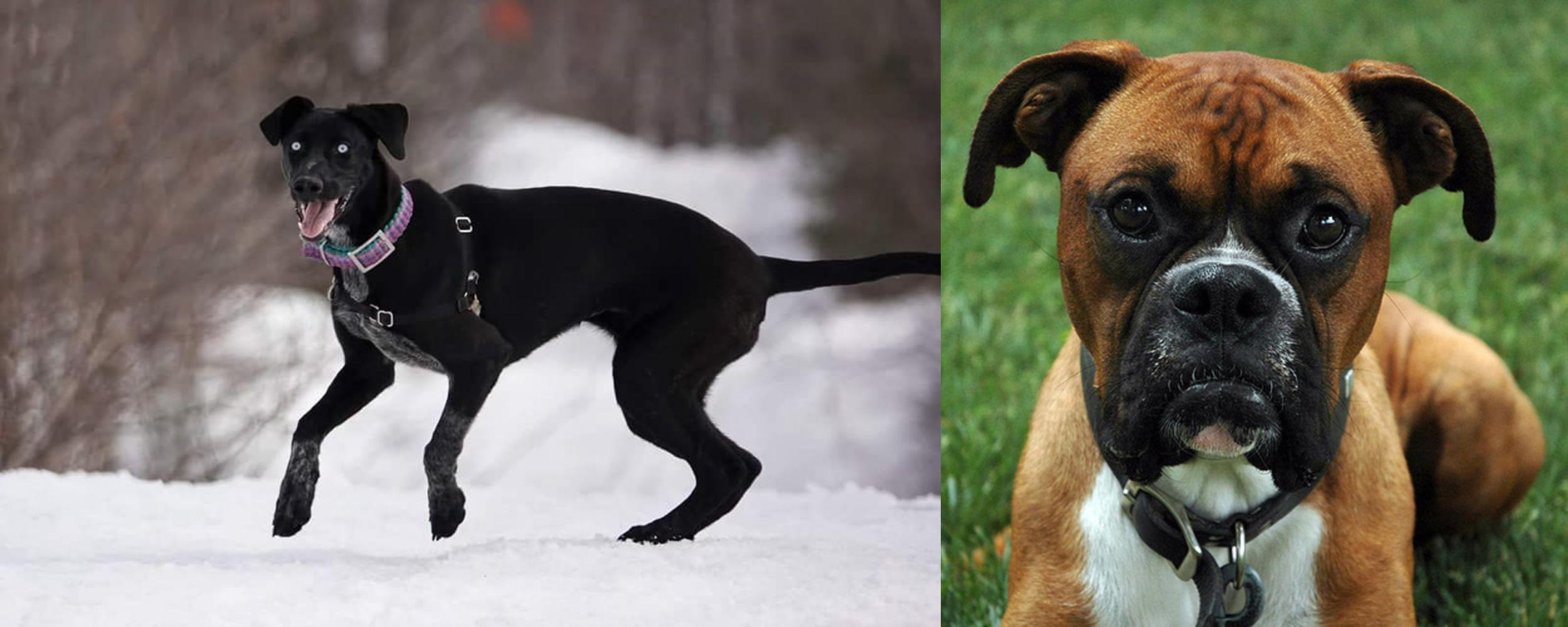 Eurohound vs Boxer - Breed Comparison | MyDogBreeds