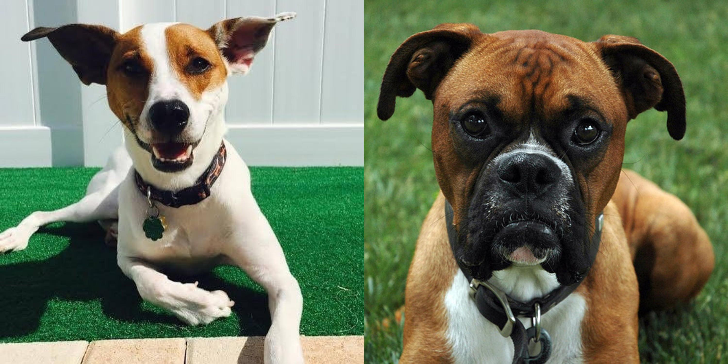 Feist vs Boxer - Breed Comparison | MyDogBreeds