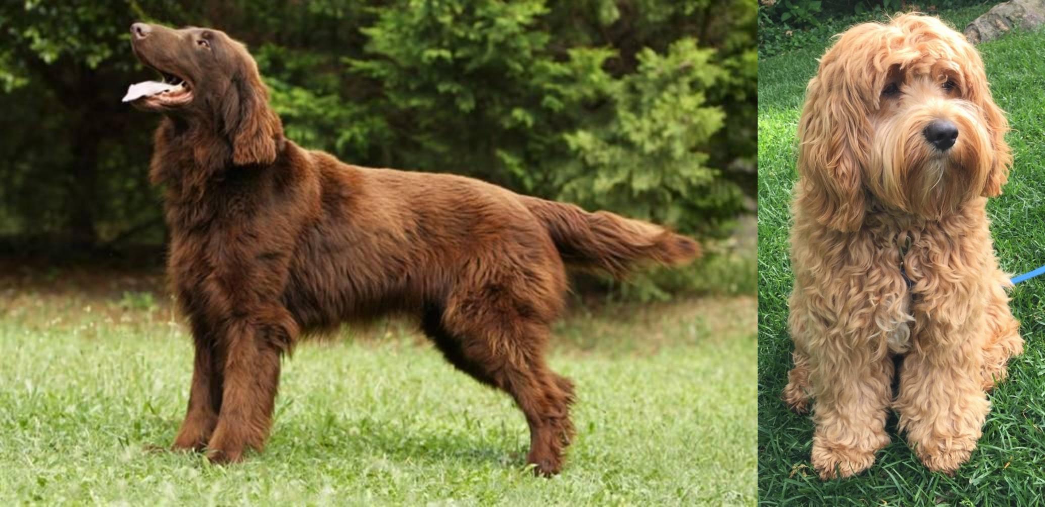 full grown flat coat cockapoo