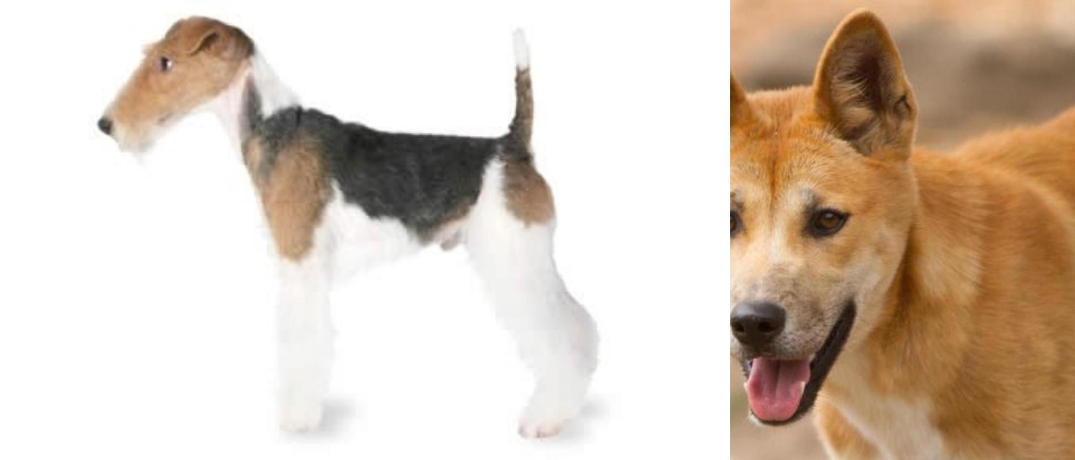 Fox Terrier vs Dingo - Breed Comparison | MyDogBreeds