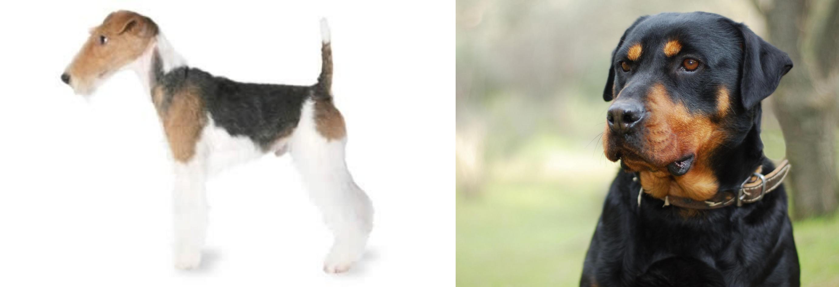 Fox Terrier vs Rottweiler - Breed Comparison | MyDogBreeds