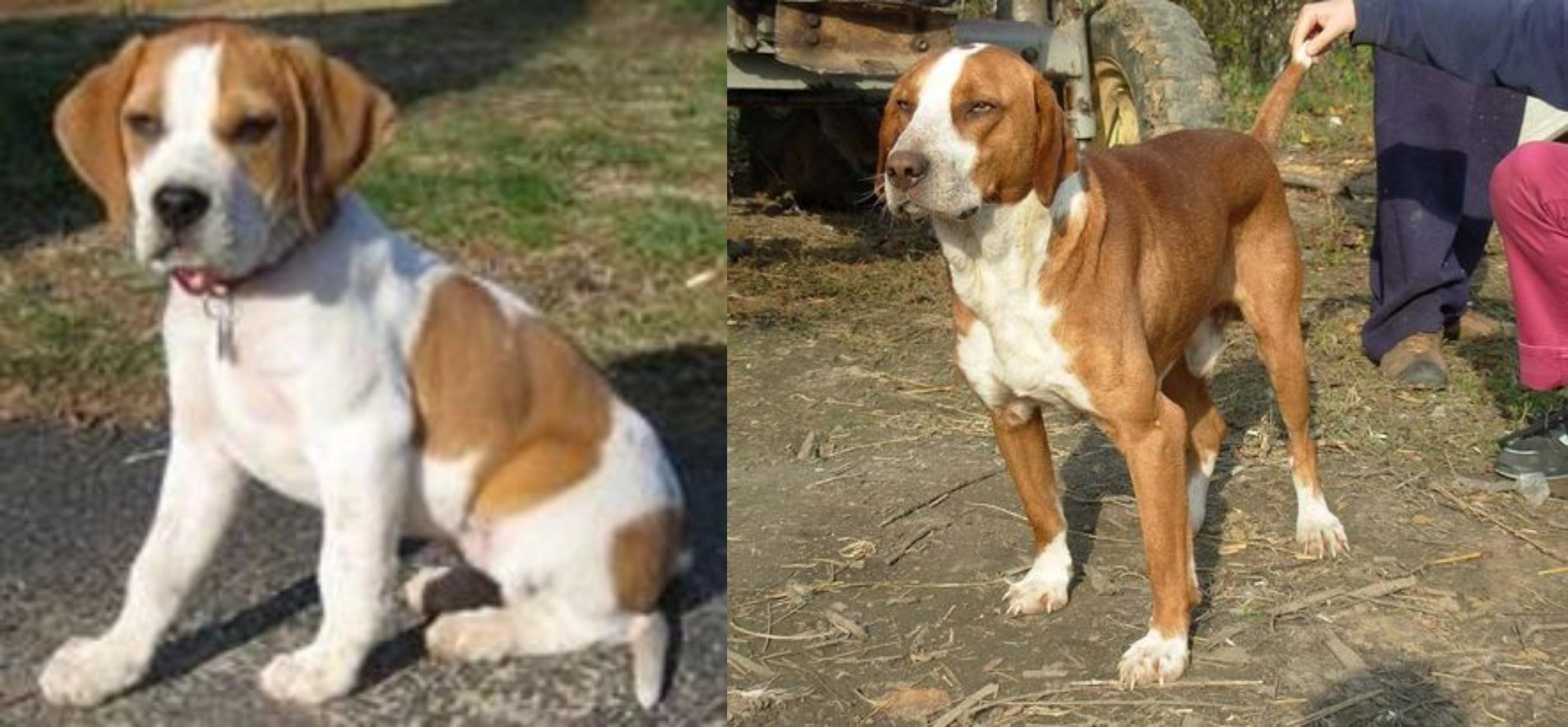 Posavac Hound vs Francais Blanc et Orange - Breed Comparison