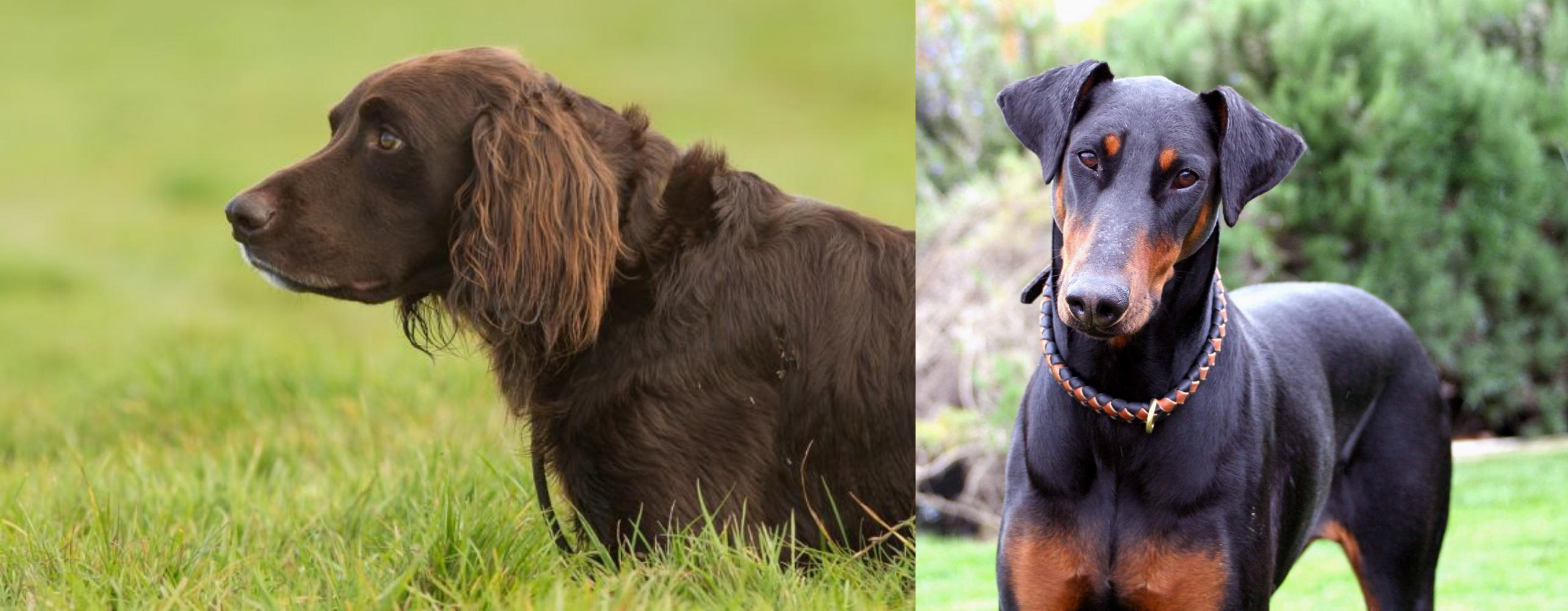 German Longhaired Pointer vs Doberman Pinscher - Breed Comparison