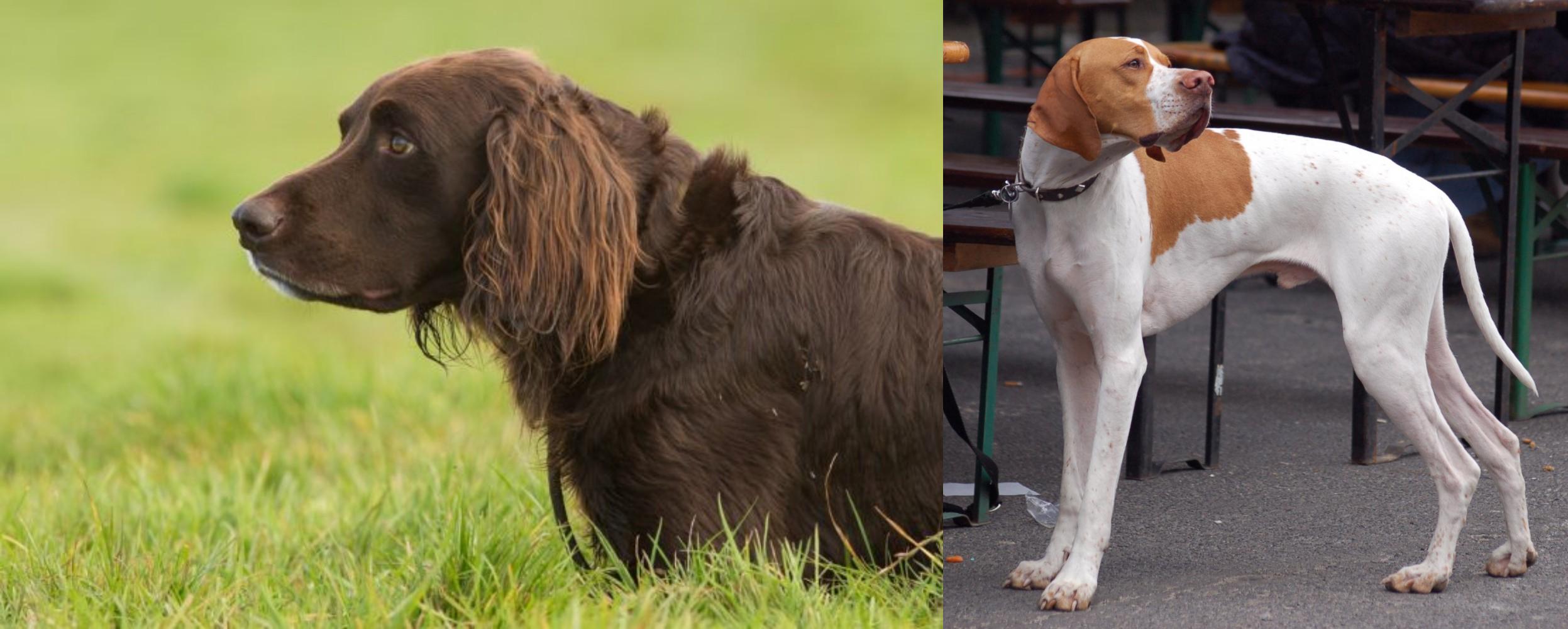 German Longhaired Pointer vs English Pointer - Breed Comparison