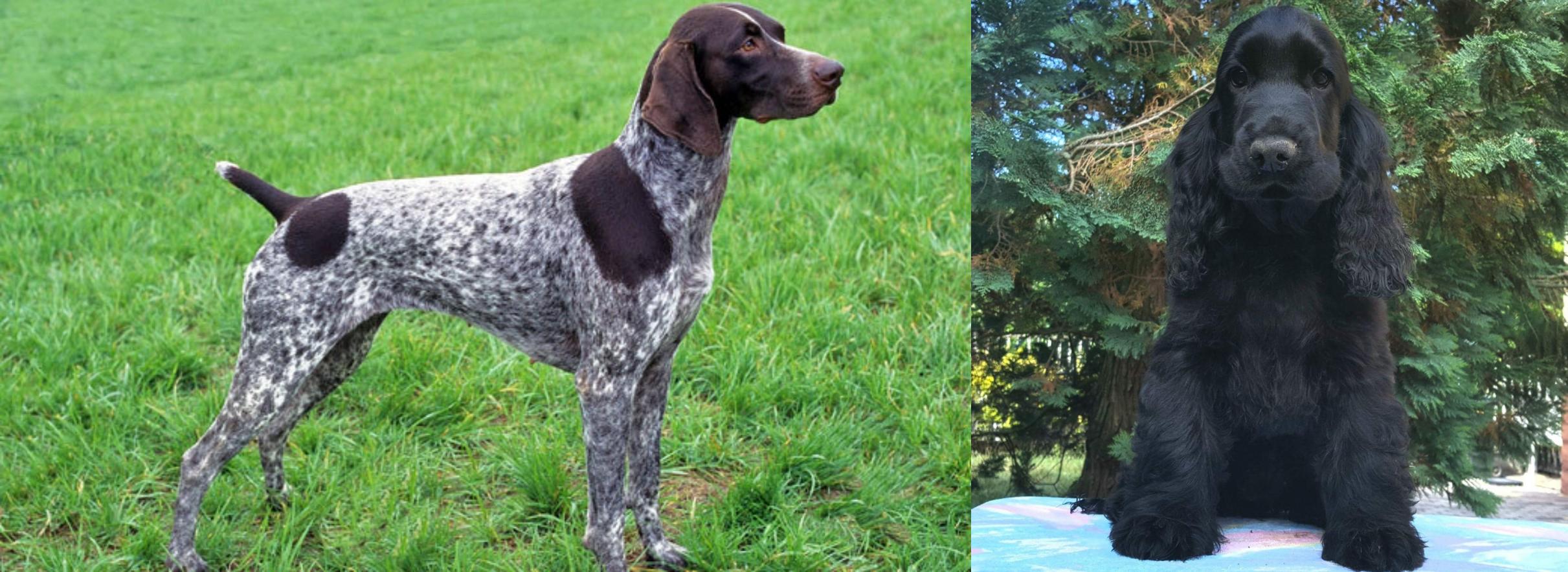 German Shorthaired Pointer vs American Cocker Spaniel - Breed Comparison