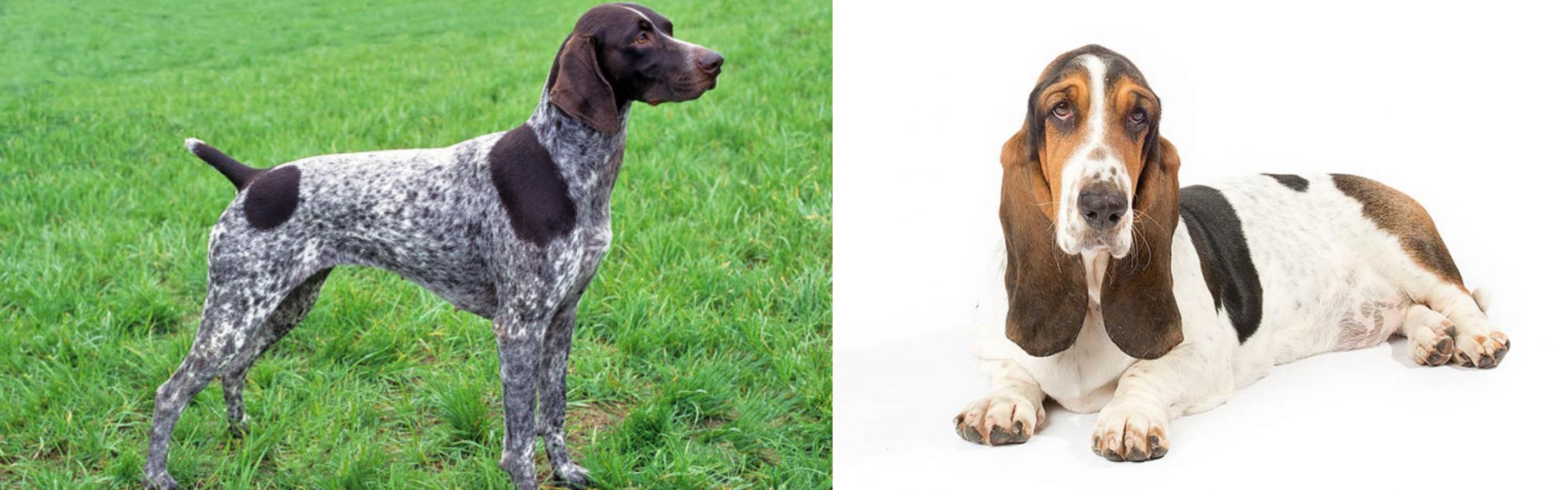 German Shorthaired Pointer vs Basset Hound - Breed Comparison