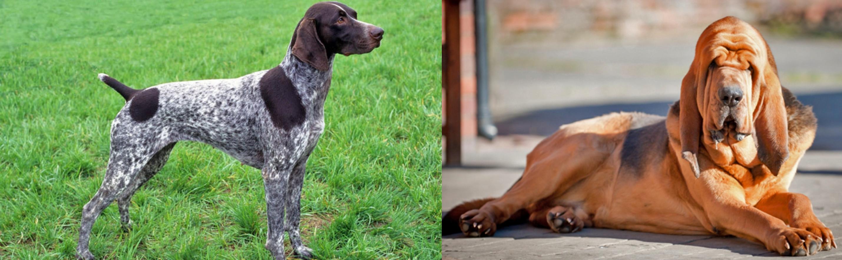German Shorthaired Pointer vs Bloodhound - Breed Comparison