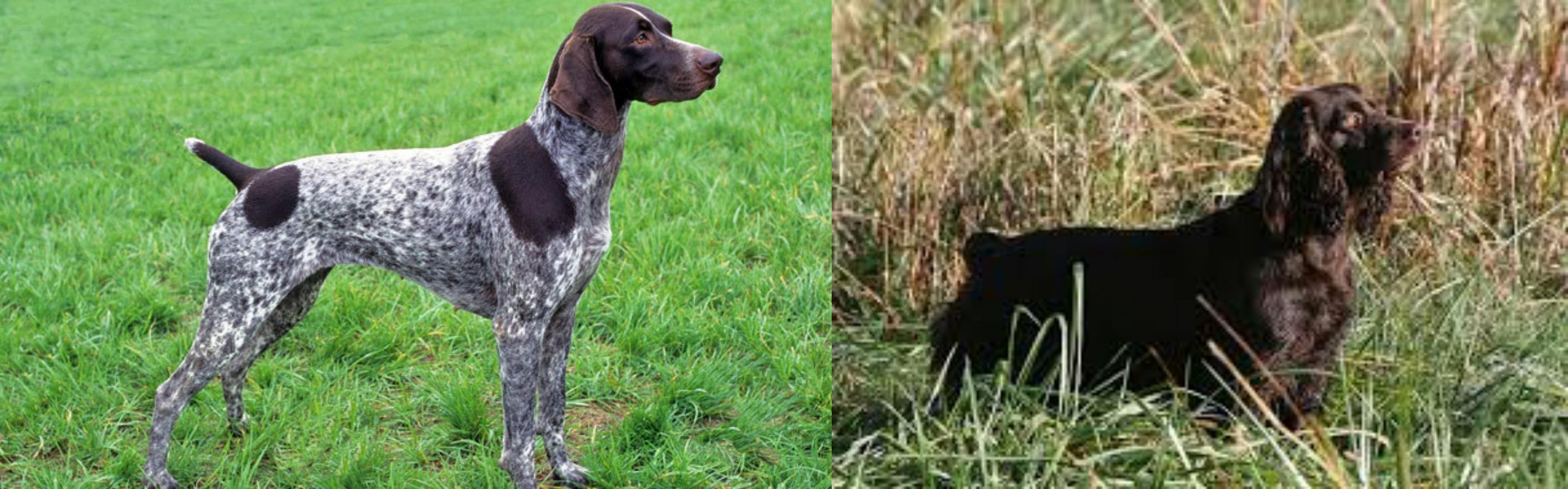 German Shorthaired Pointer vs Boykin Spaniel - Breed Comparison