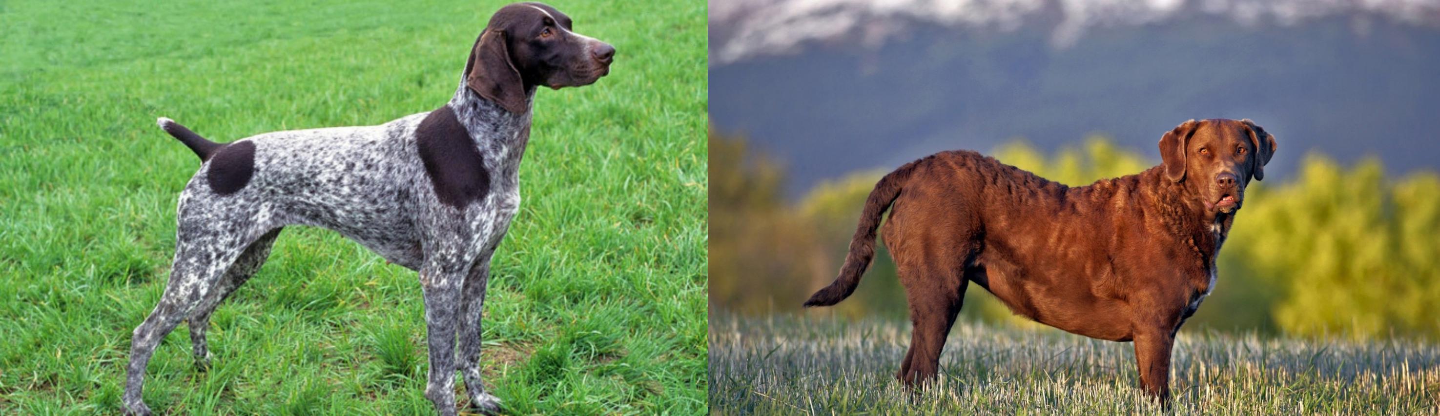 German Shorthaired Pointer vs Chesapeake Bay Retriever - Breed Comparison