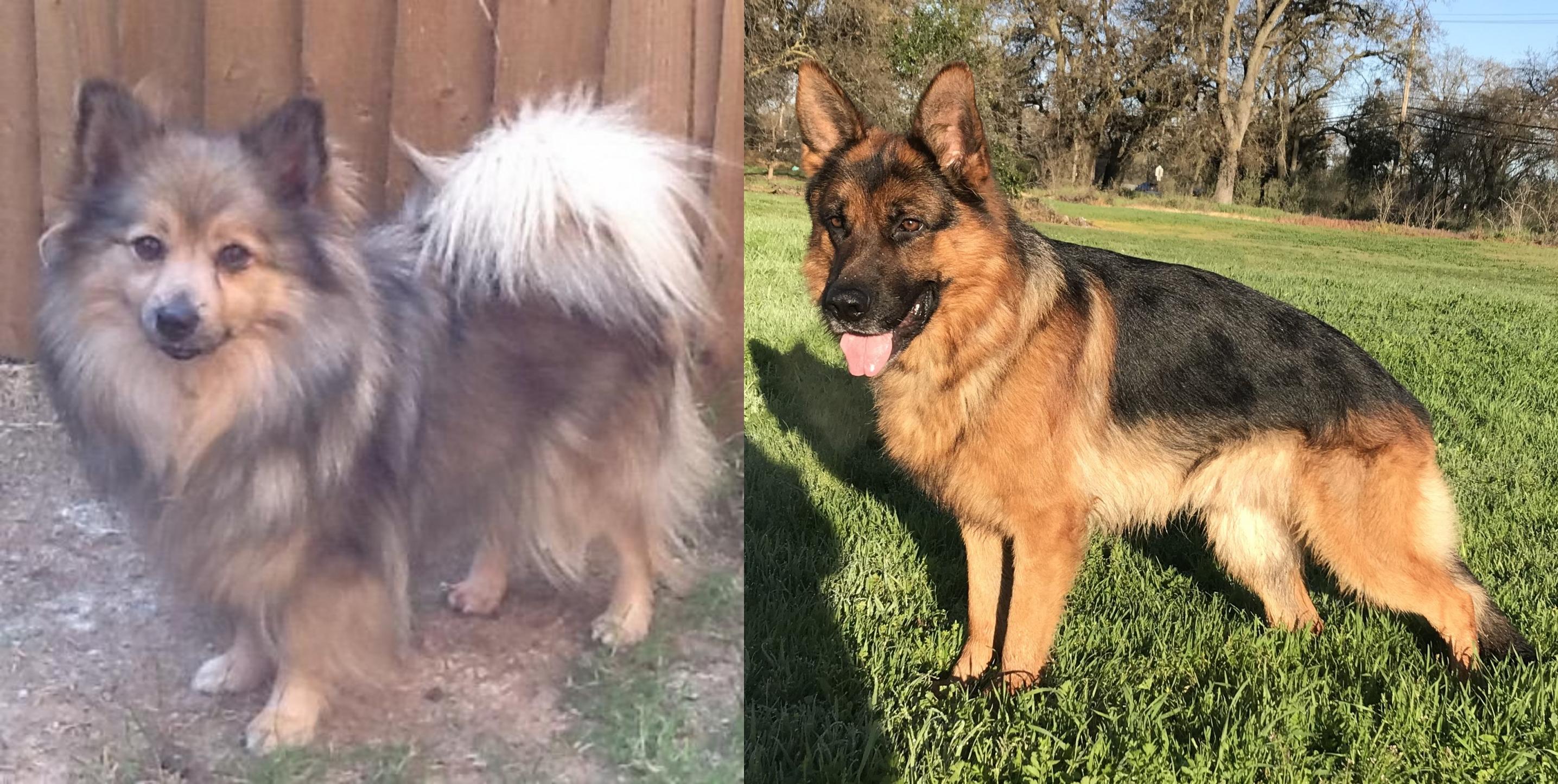 German Spitz (Mittel) vs German Shepherd - Breed Comparison