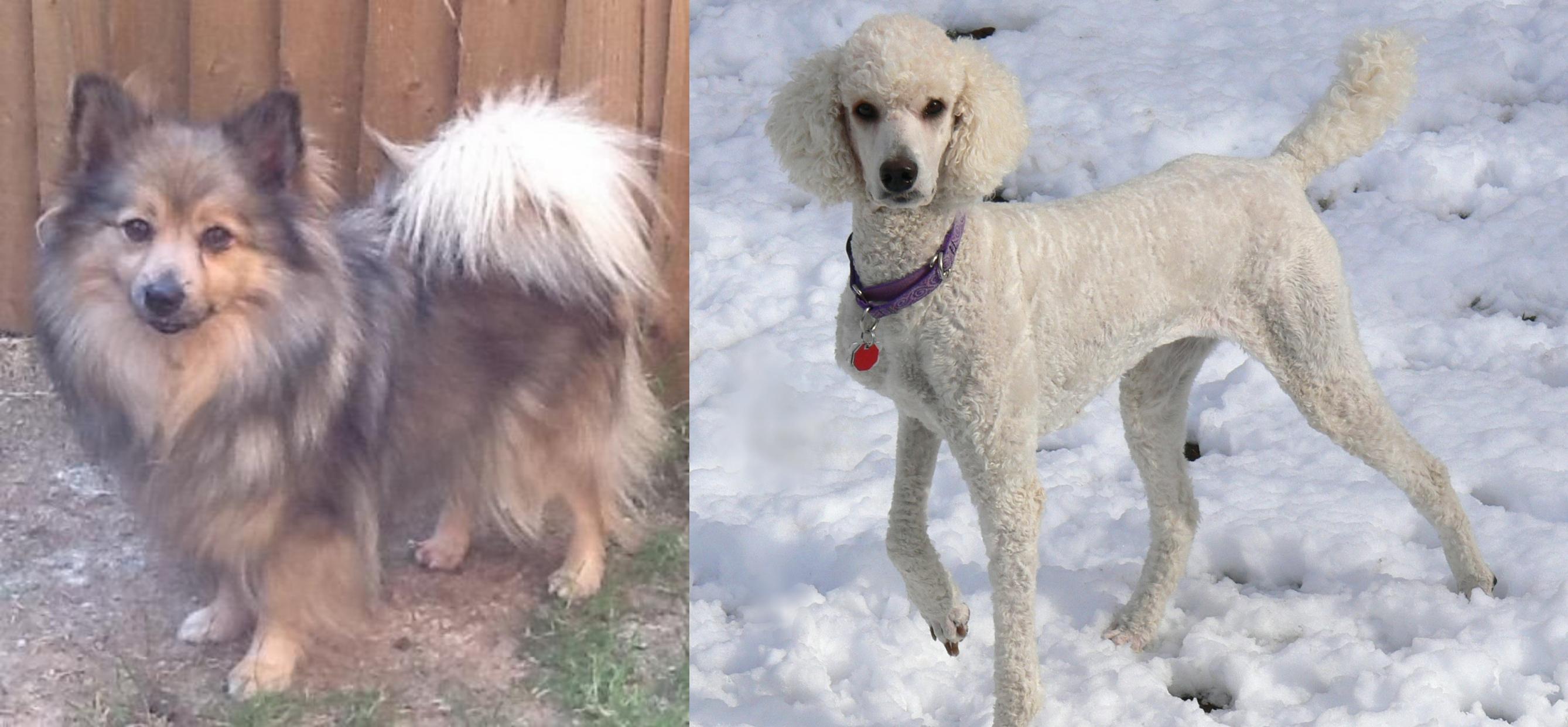 German Spitz (Mittel) vs Poodle - Breed Comparison
