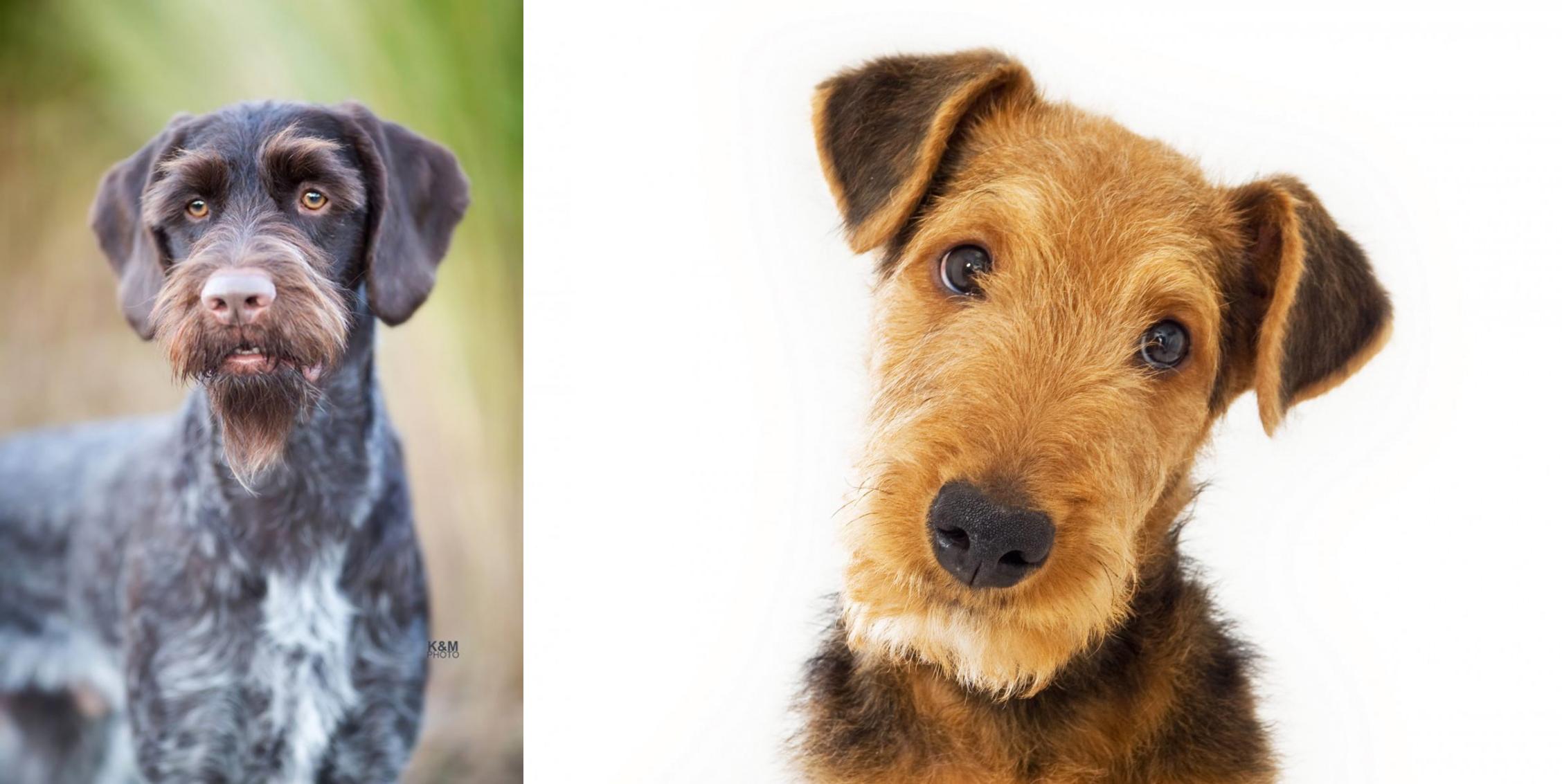 German Wirehaired Pointer vs Airedale Terrier - Breed Comparison