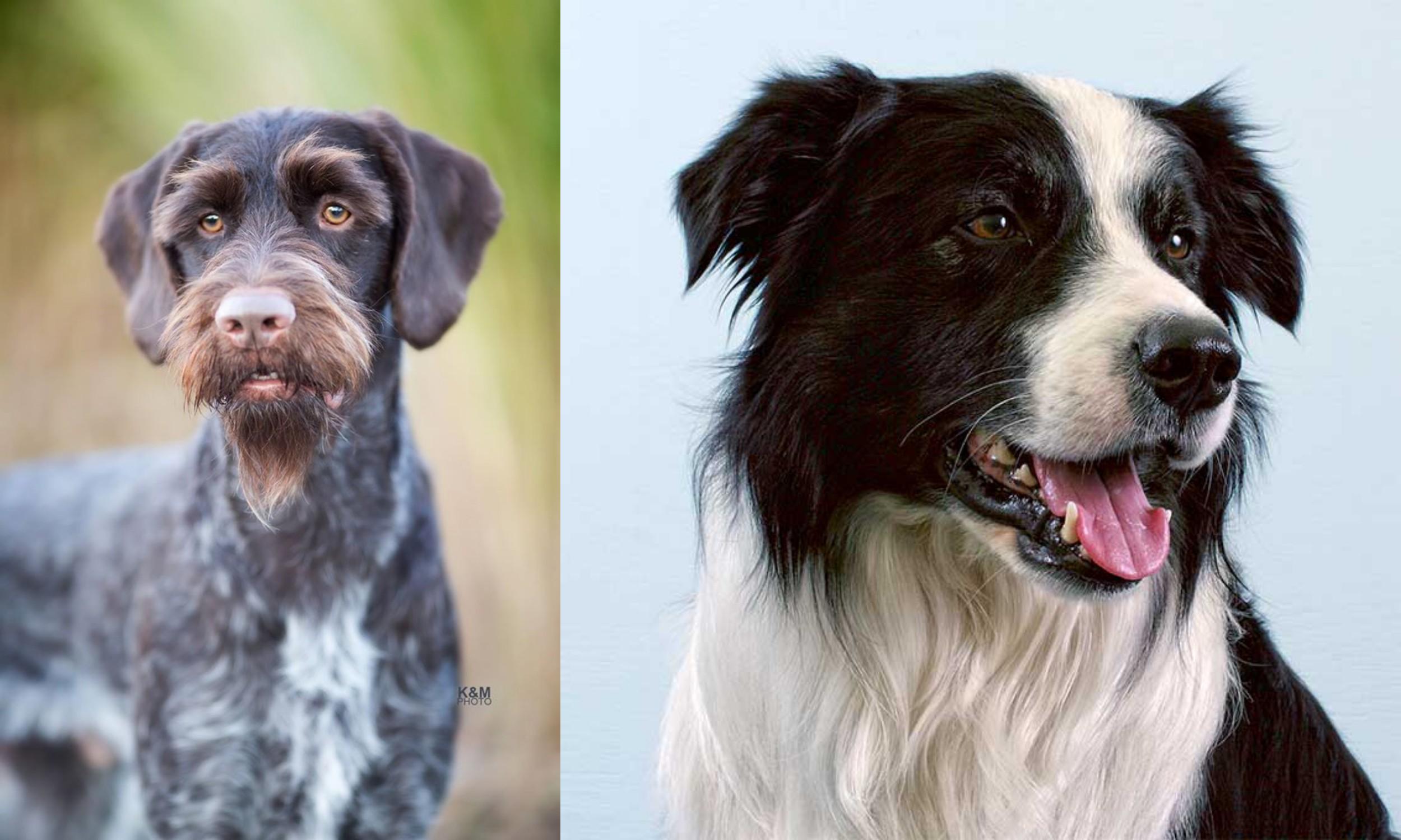 German Wirehaired Pointer vs Border Collie - Breed Comparison