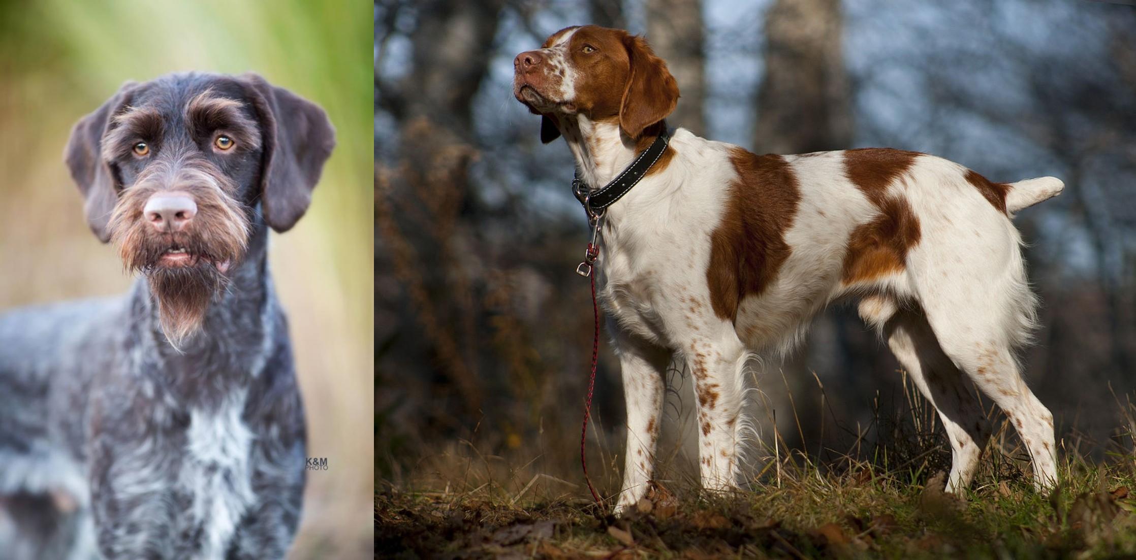 German Wirehaired Pointer vs Brittany - Breed Comparison