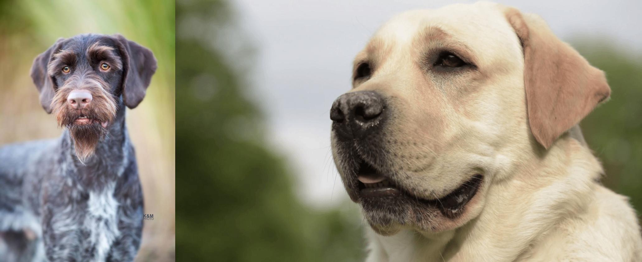German Wirehaired Pointer vs Labrador Retriever - Breed Comparison