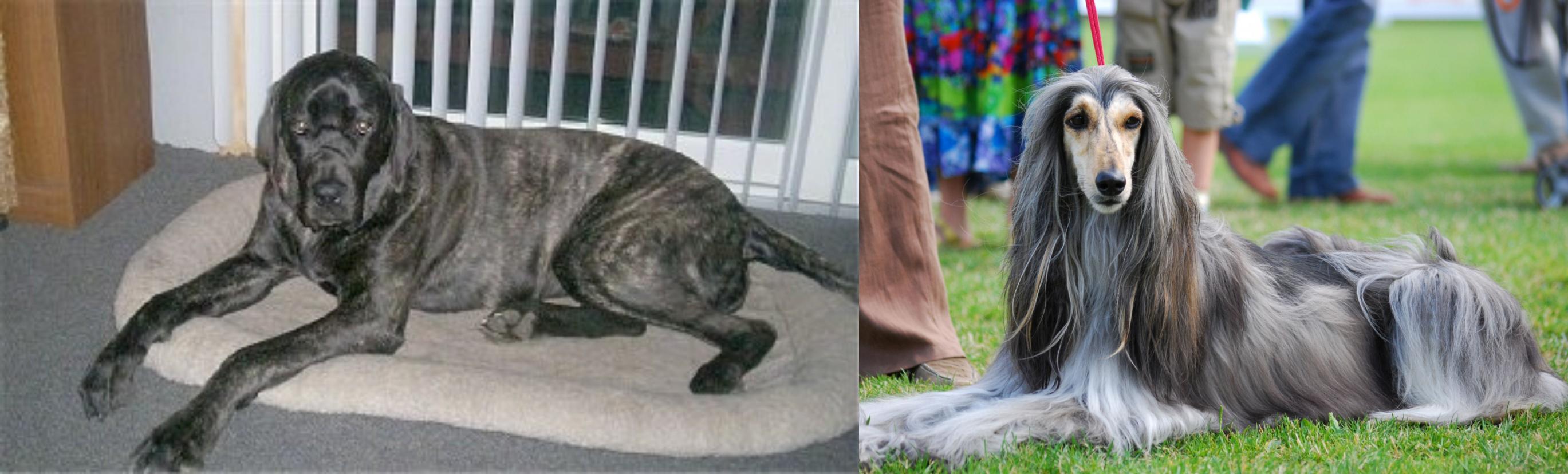 Giant Maso Mastiff vs Afghan Hound - Breed Comparison