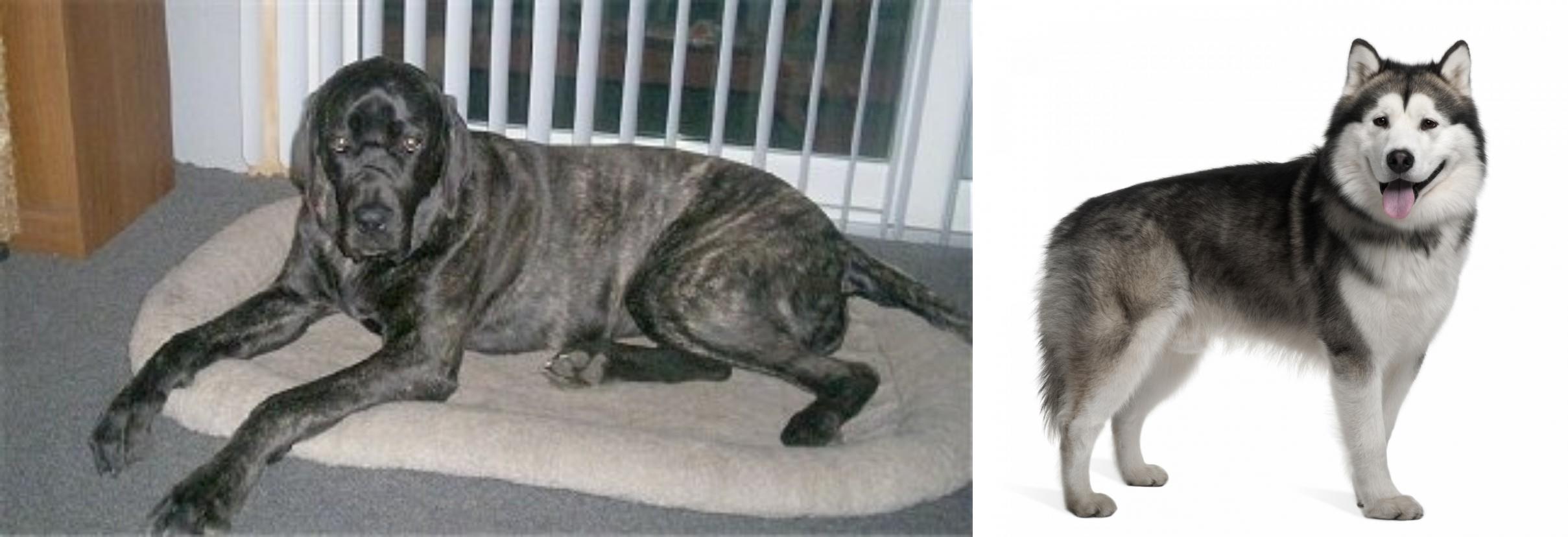 Giant Maso Mastiff vs Alaskan Malamute - Breed Comparison