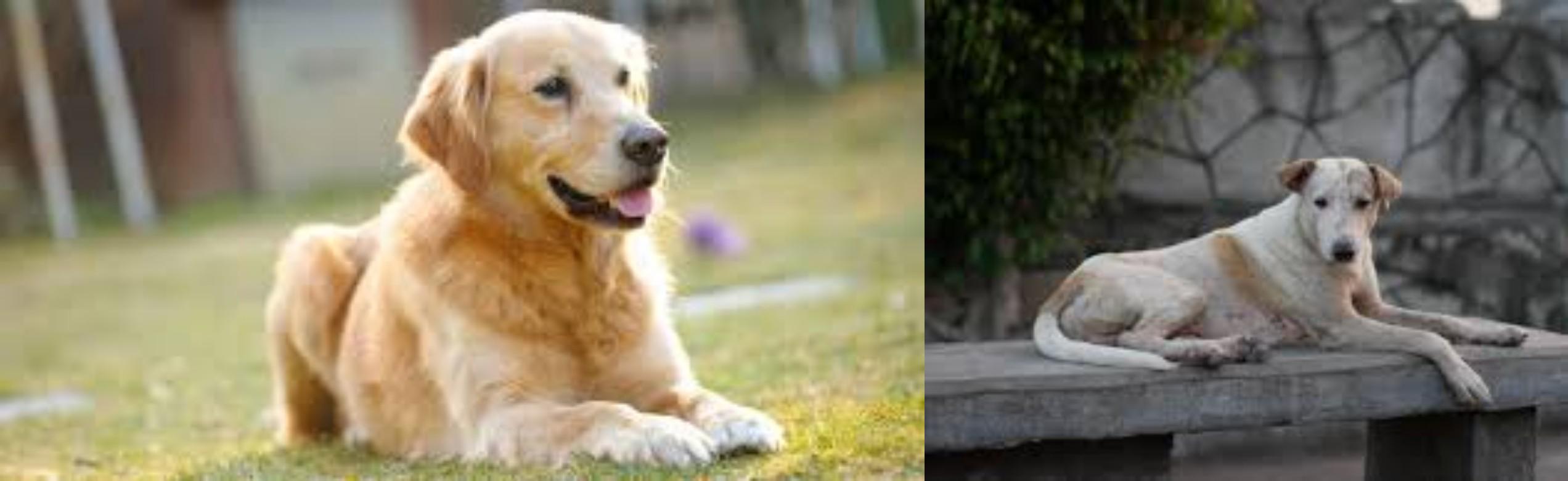 Goldador vs Askal - Breed Comparison | MyDogBreeds