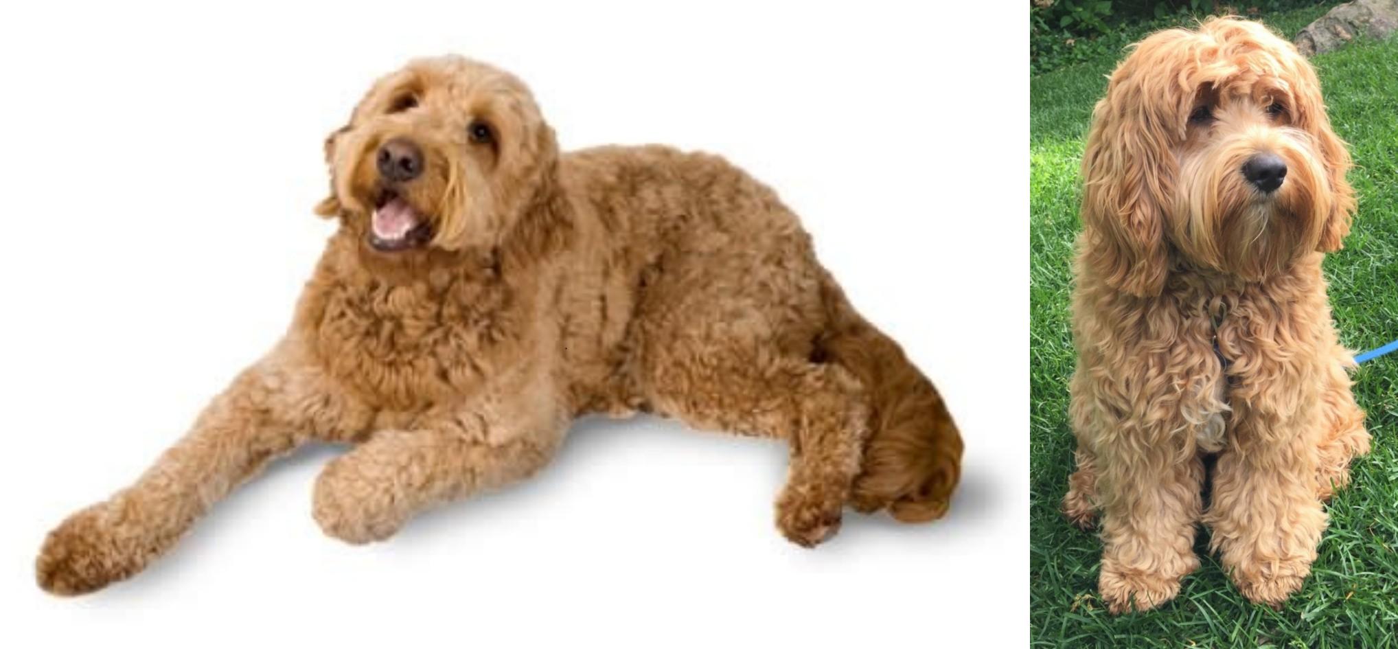 miniature labradoodle cockapoo