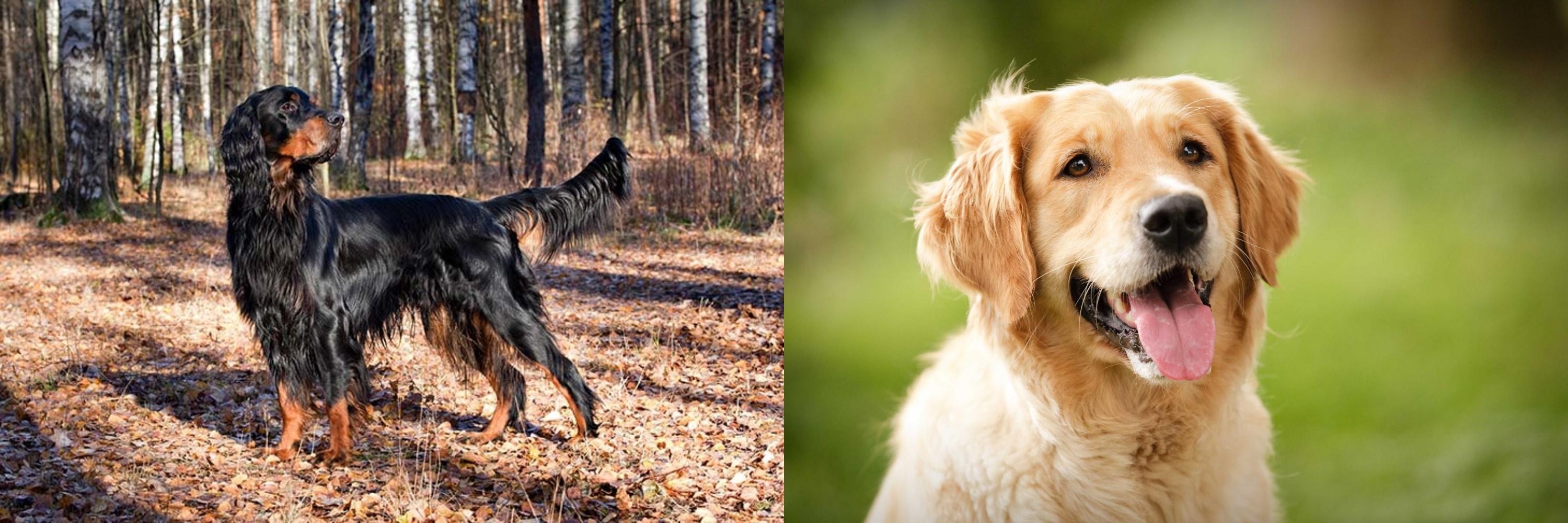 Gordon Setter vs Golden Retriever - Breed Comparison
