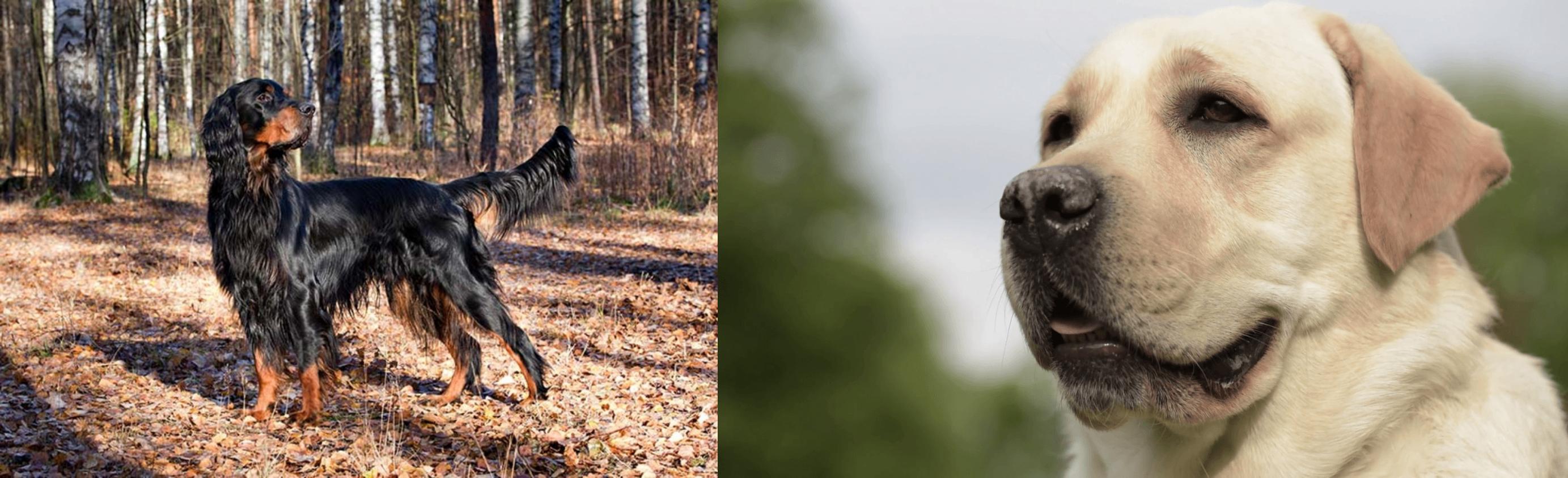 Gordon Setter vs Labrador Retriever - Breed Comparison