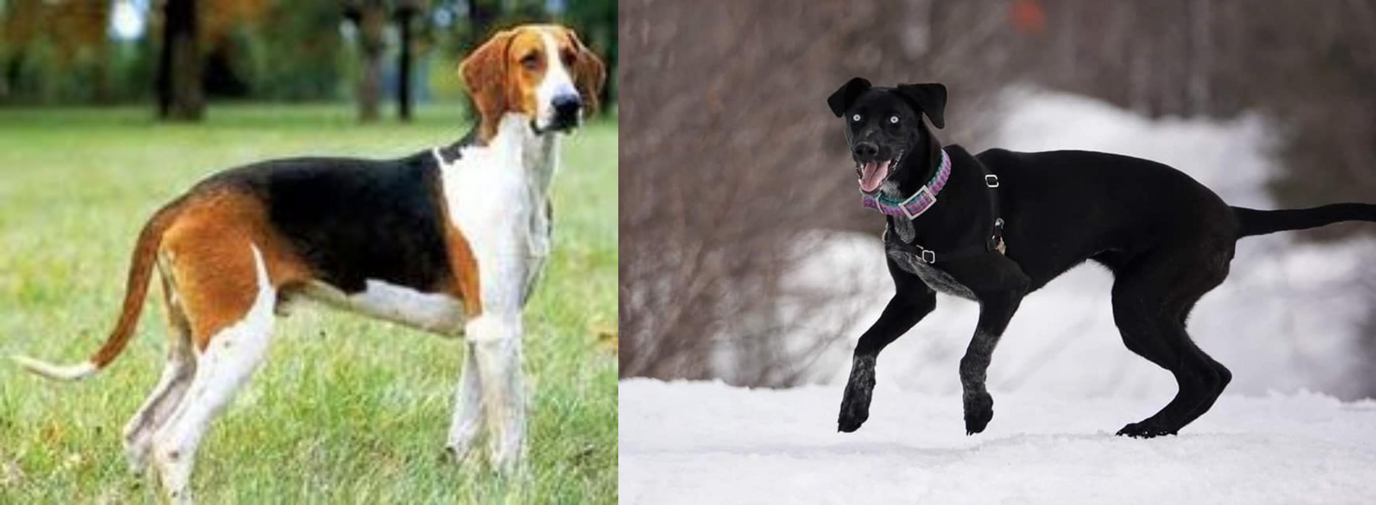 Grand Anglo-Francais Tricolore vs Eurohound - Breed Comparison