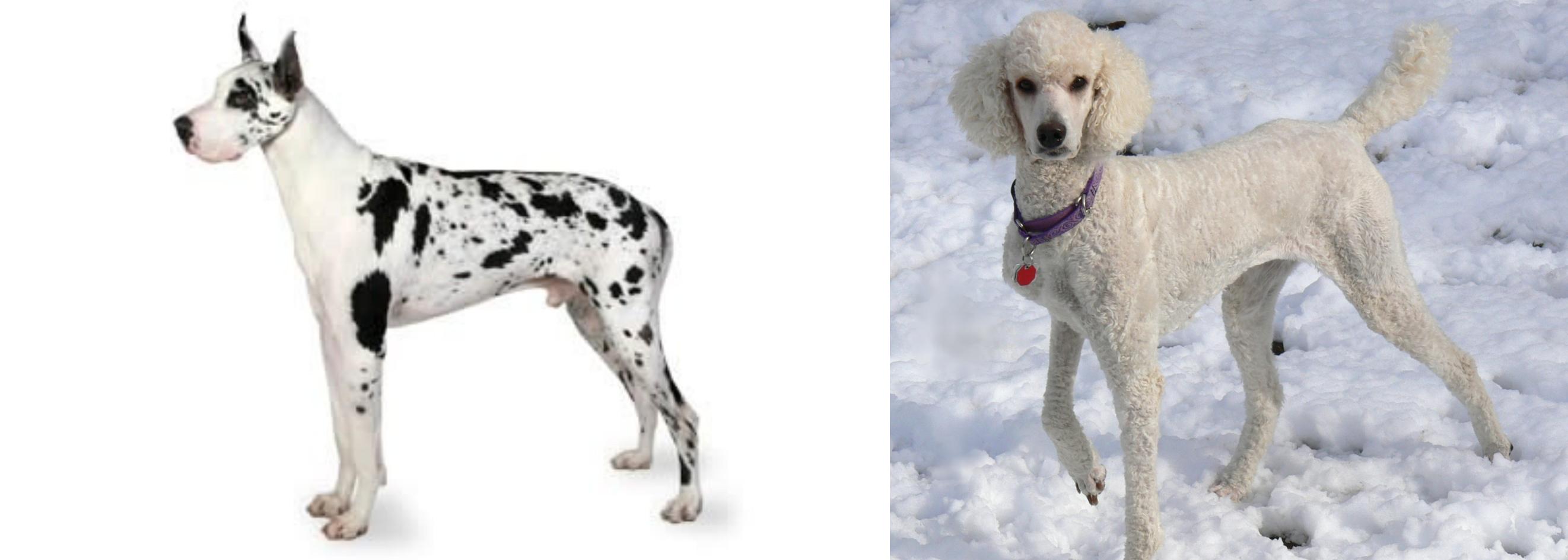 Great Dane vs Poodle - Breed Comparison | MyDogBreeds
