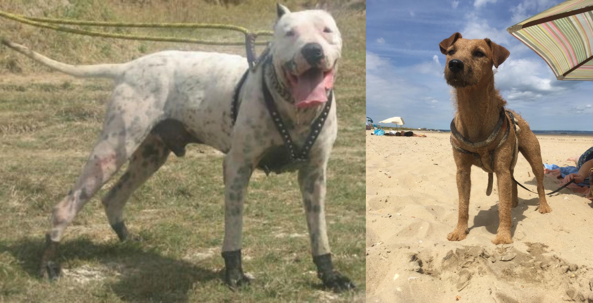 Gull Dong vs Fell Terrier - Breed Comparison | MyDogBreeds