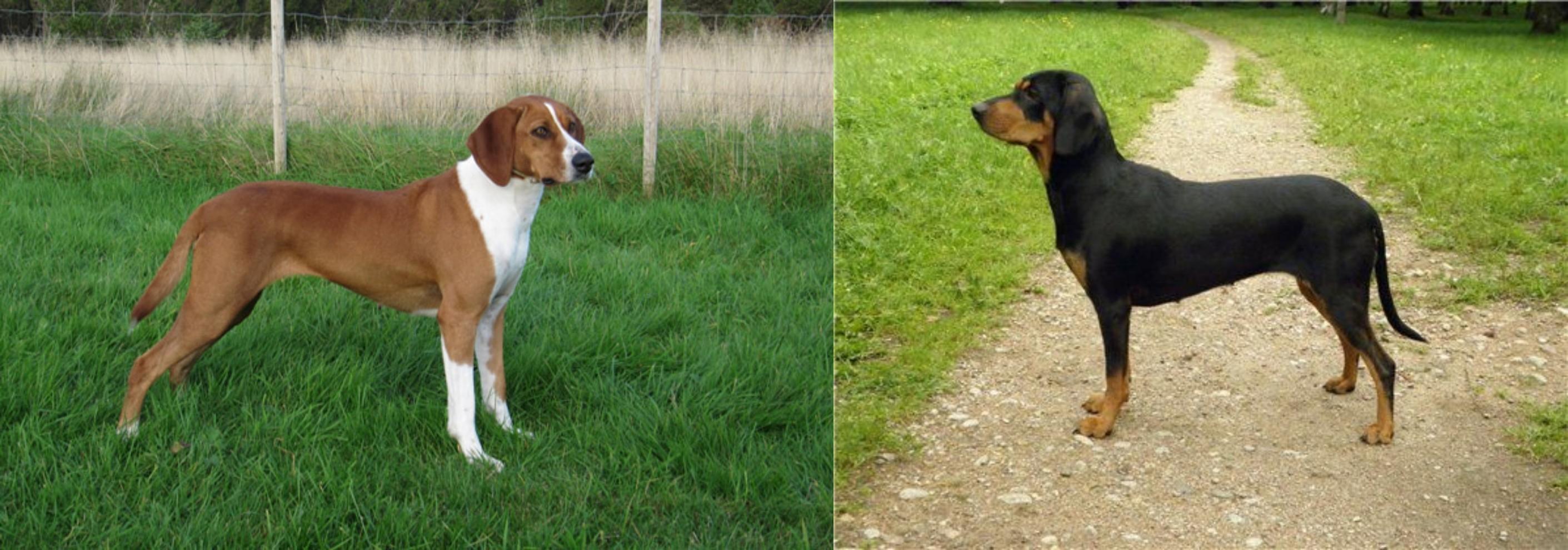 Hygenhund vs Latvian Hound - Breed Comparison | MyDogBreeds
