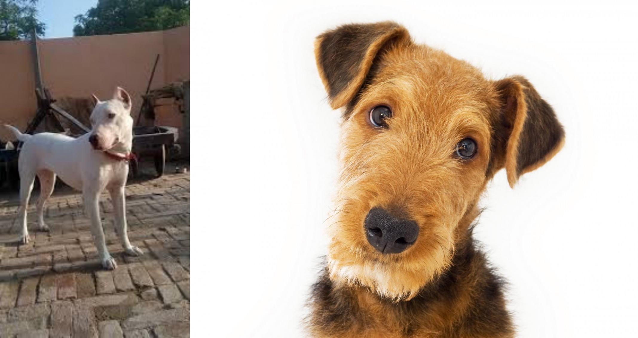 Indian Bull Terrier vs Airedale Terrier - Breed Comparison