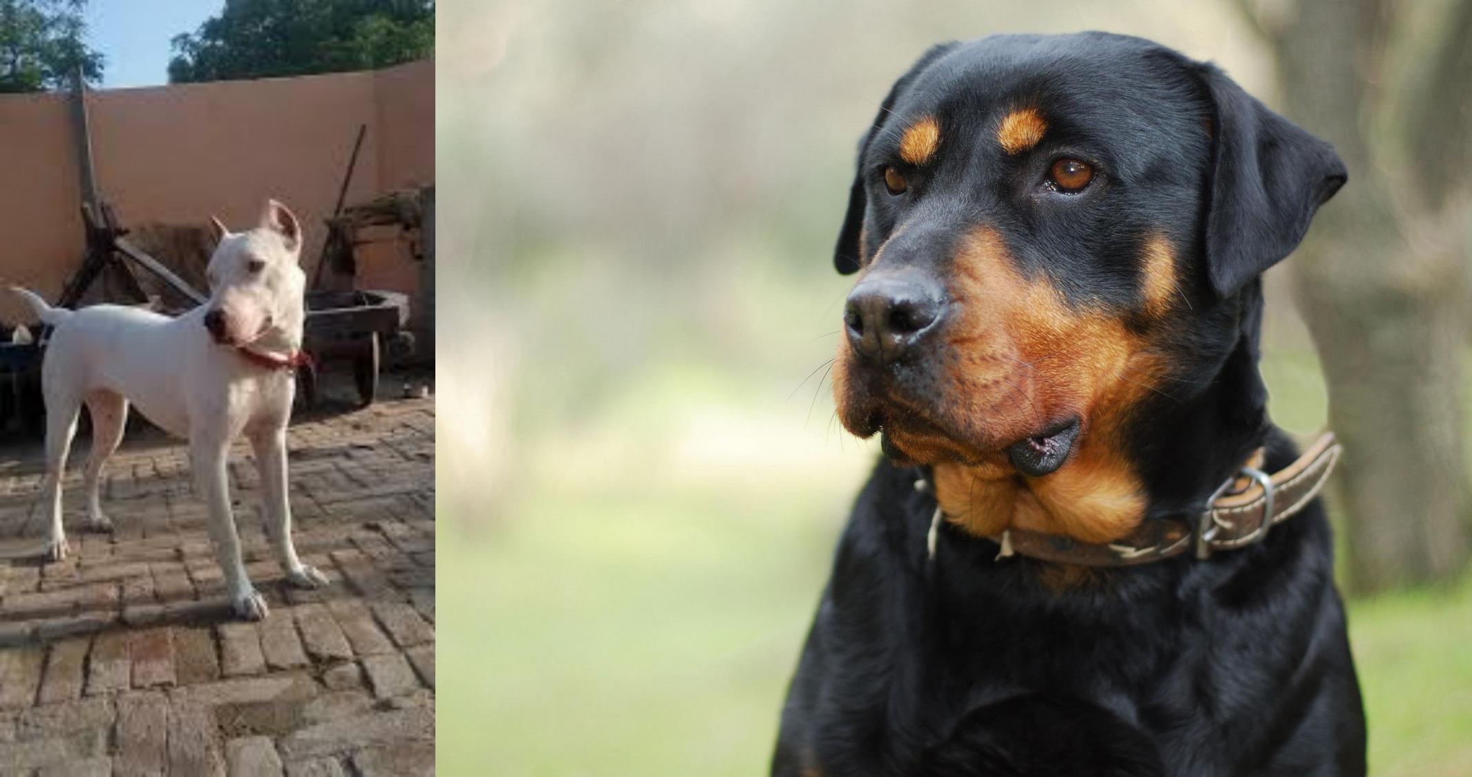 Indian Bull Terrier vs Rottweiler - Breed Comparison