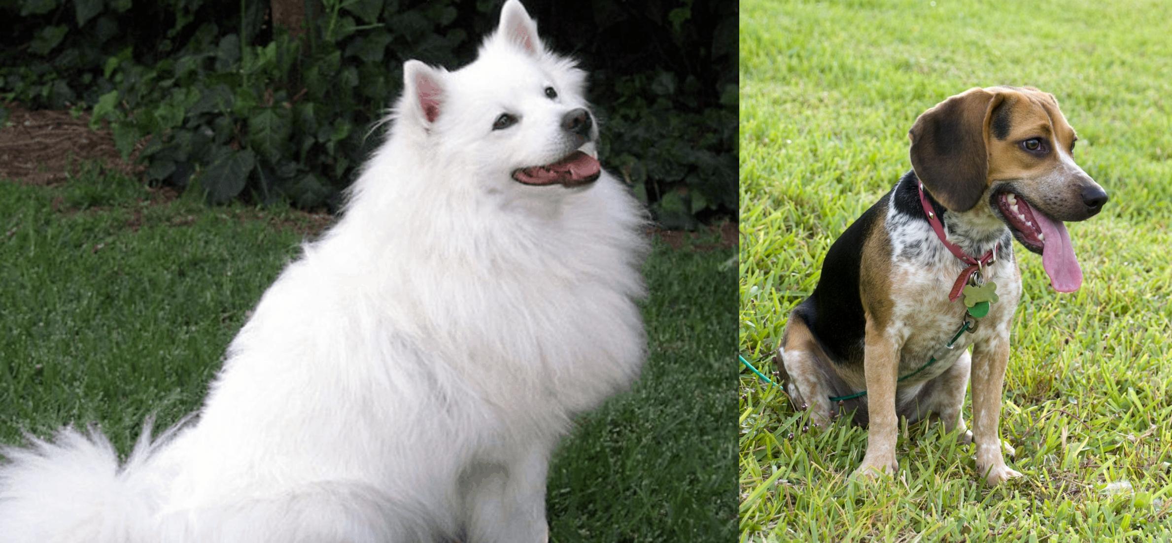 Indian Spitz vs Bluetick Beagle - Breed Comparison