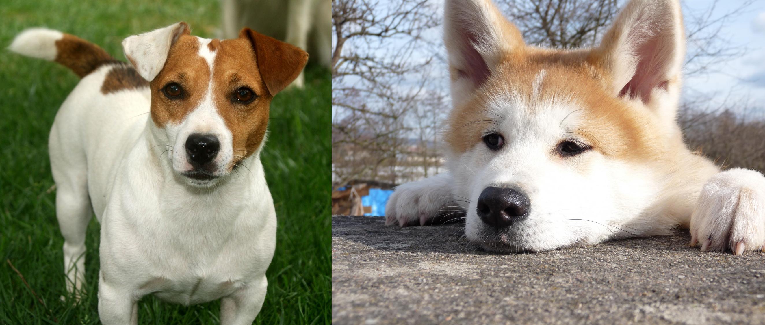 Irish Jack Russell vs Akita - Breed Comparison | MyDogBreeds