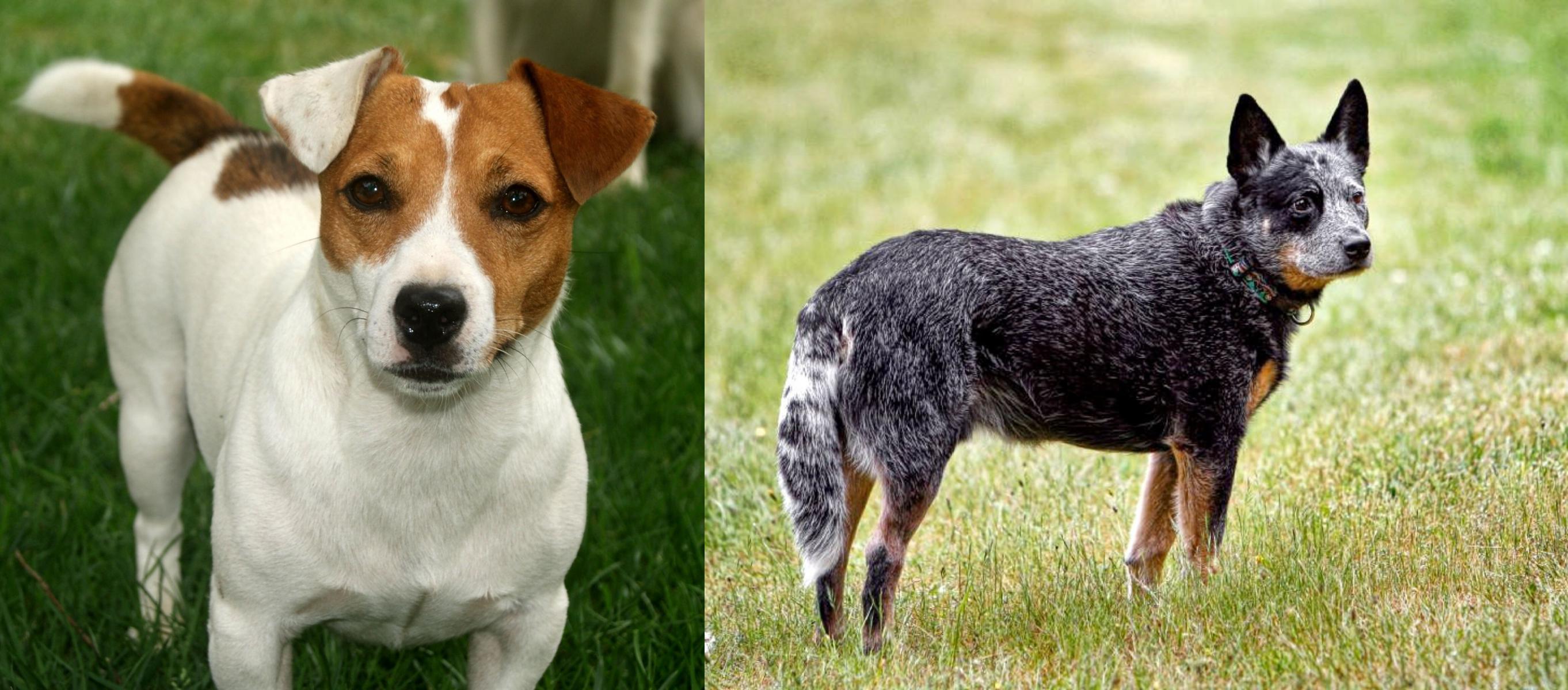 Irish Jack Russell vs Austrailian Blue Heeler - Breed Comparison