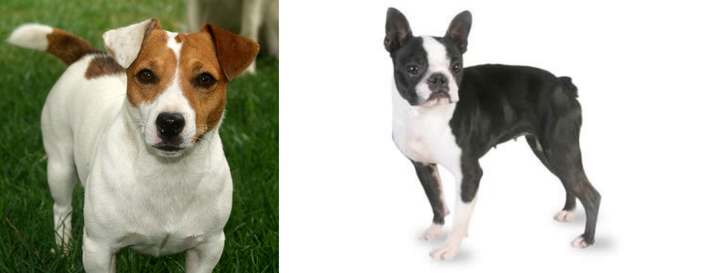 Irish Jack Russell vs Boston Terrier - Breed Comparison