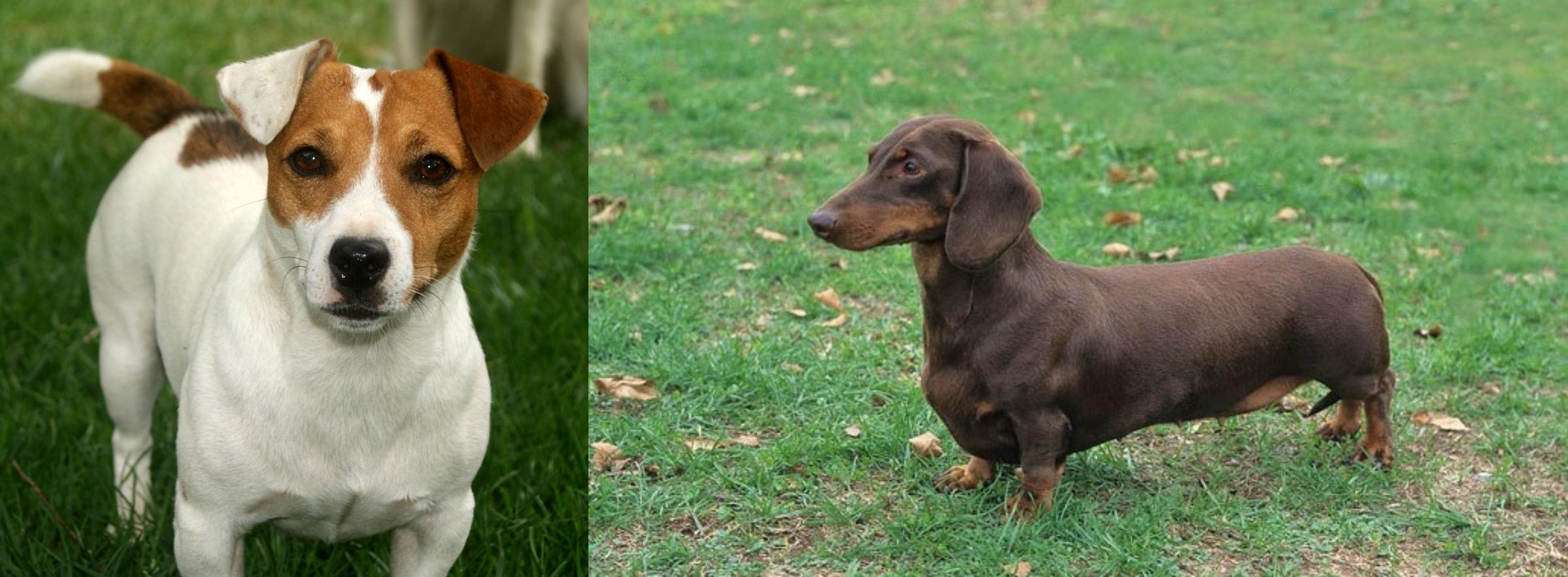 Irish Jack Russell vs Dachshund - Breed Comparison