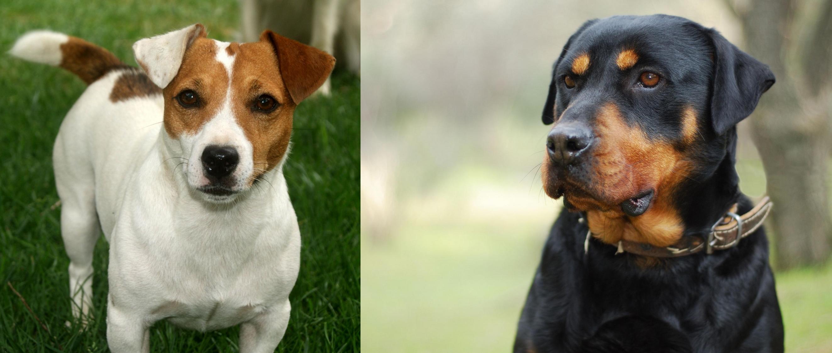 Irish Jack Russell vs Rottweiler - Breed Comparison