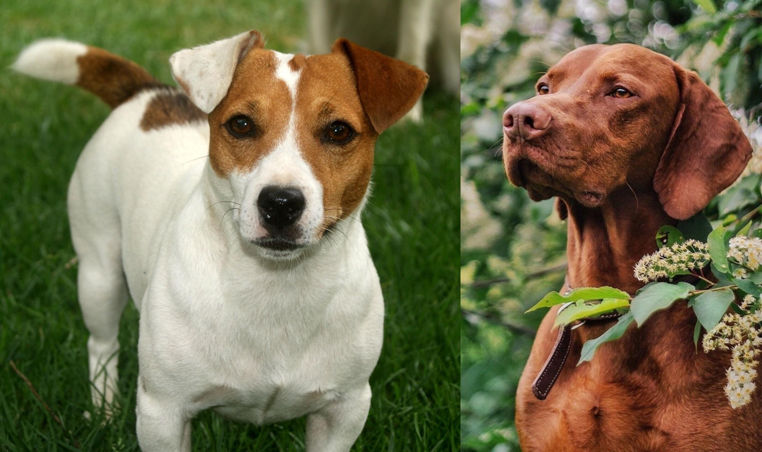 Vizsla vs Irish Jack Russell - Breed Comparison | Petzlover