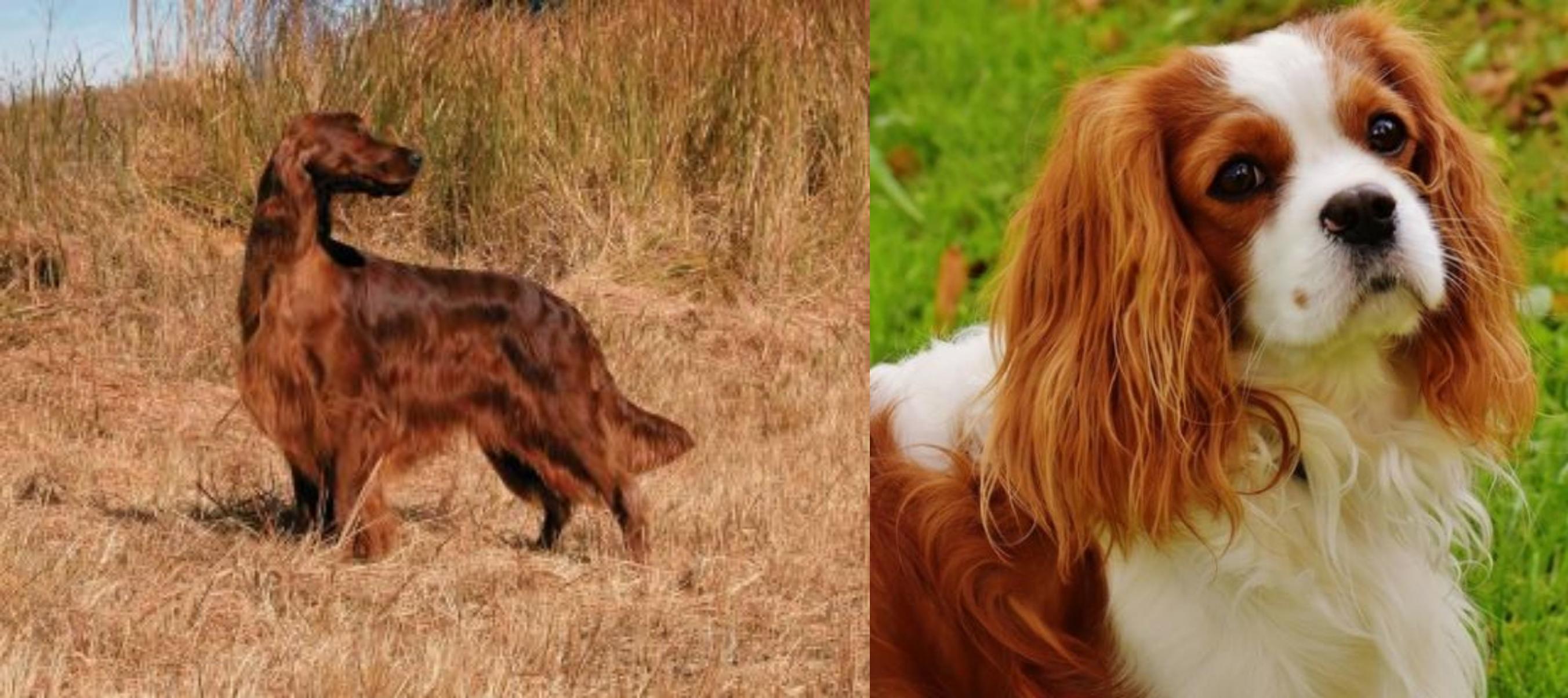 Irish Setter vs Cavalier King Charles Spaniel - Breed Comparison
