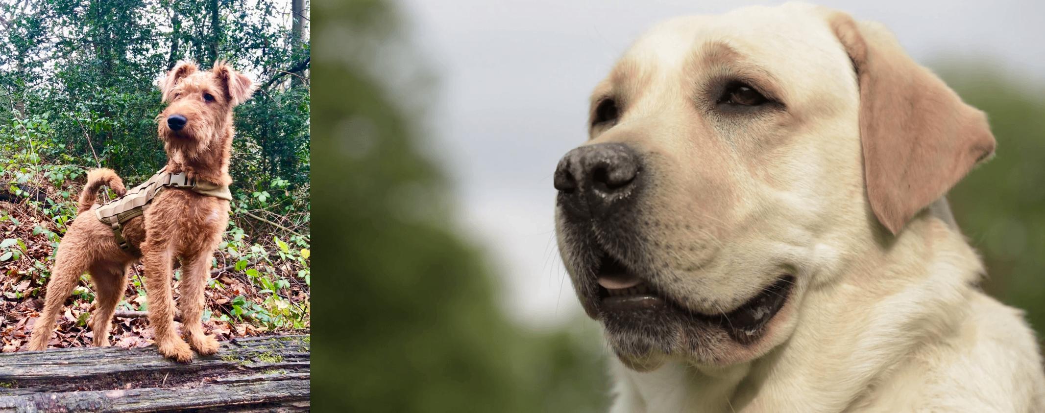 Irish Terrier vs Labrador Retriever - Breed Comparison